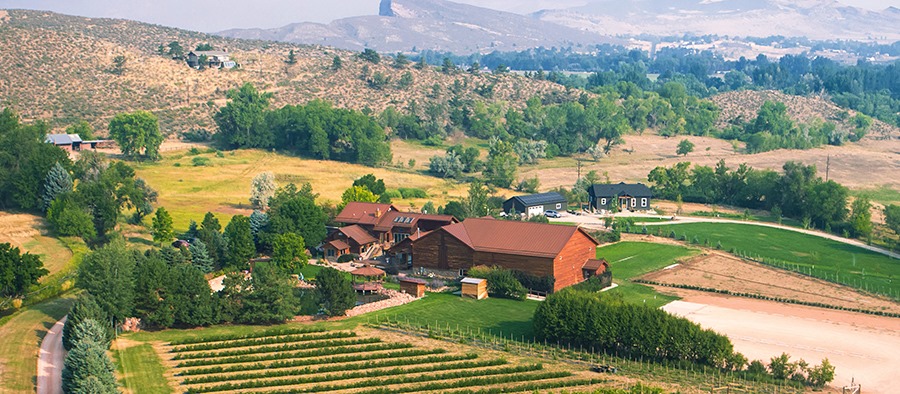 Gallery - The Hillside Vineyard